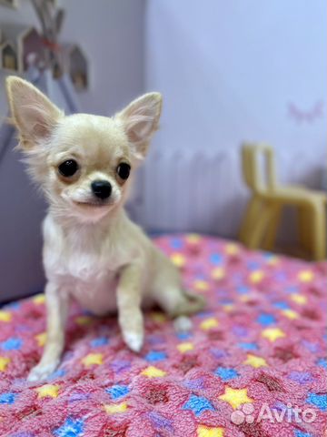 Чихуахуа мини мимишка