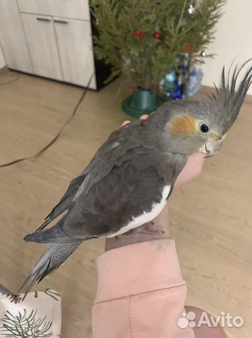 Добродушная корелла с волнистиками