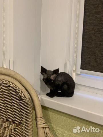 Кошка