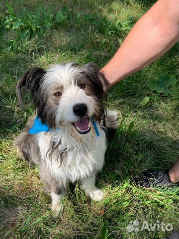 Собака терьер ищет дом