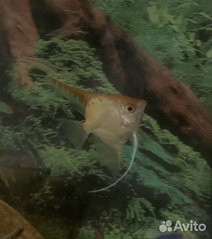 Скалярия в добрые руки