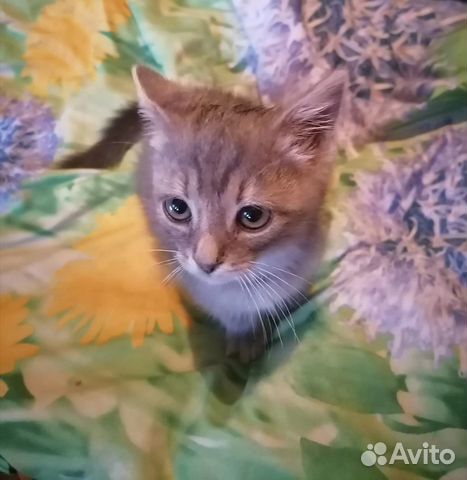 Котёнок в добрые ручки