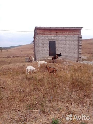 Козы, цена -ваша