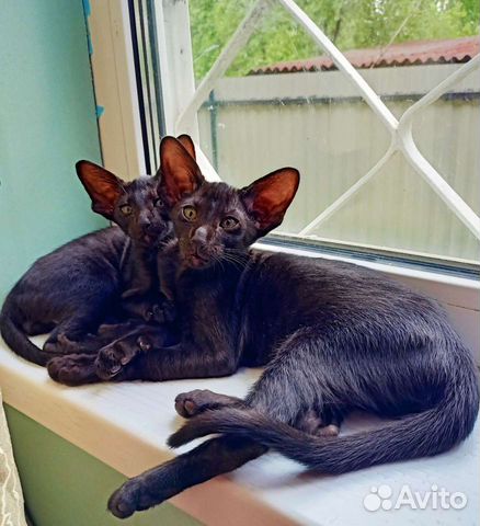Коржик, Карамелька и Компот, 2 кота и кошечка
