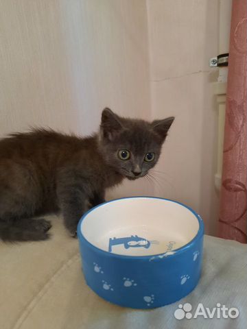 Отдам в хорошие руки котенка