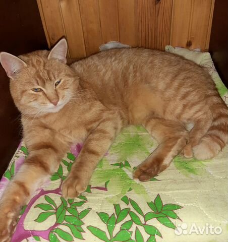 В дар рыжий котик, 2 года