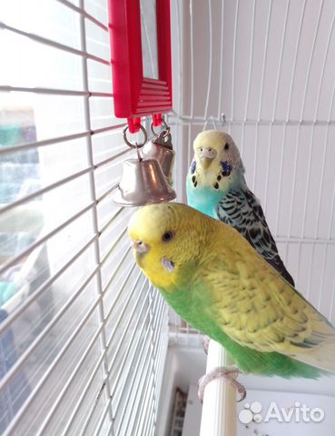 2 попугая с клеткой