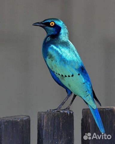 Стальной блестящий скворец