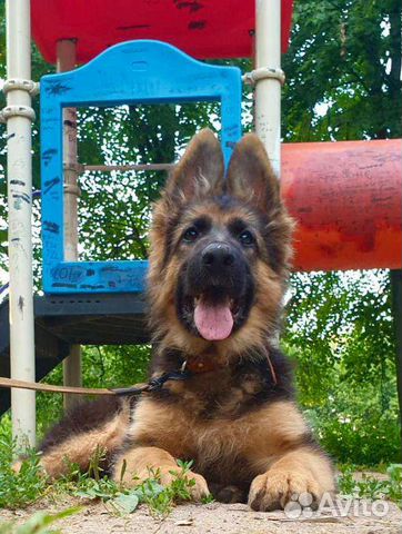 Овчарка немецкая дш