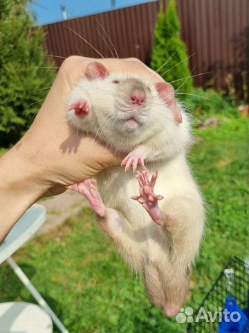 Пара крыс дамбо бесплатно