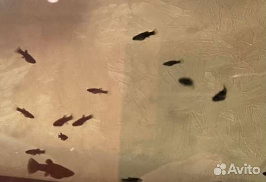 Рыбки моллинезии. Бесплатно