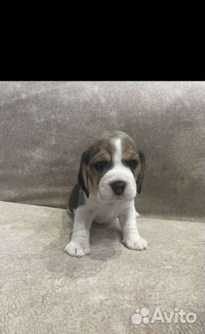 Щенки бигль