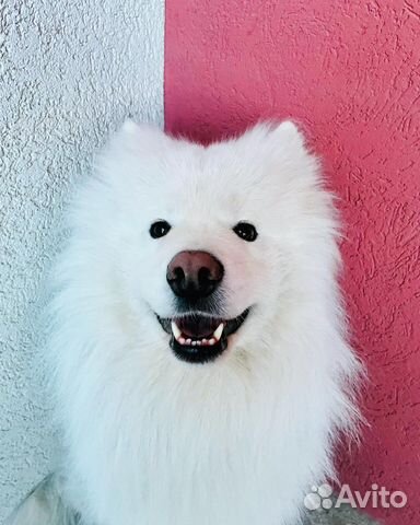 Случка самоеда