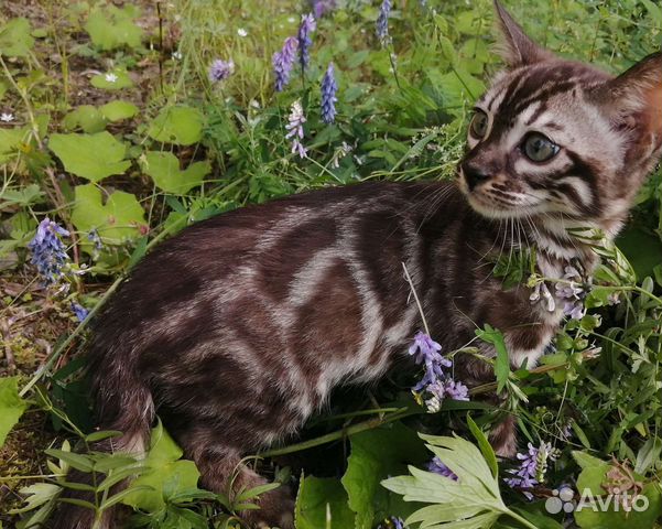 Бенгальские котята снежного угольного окраса