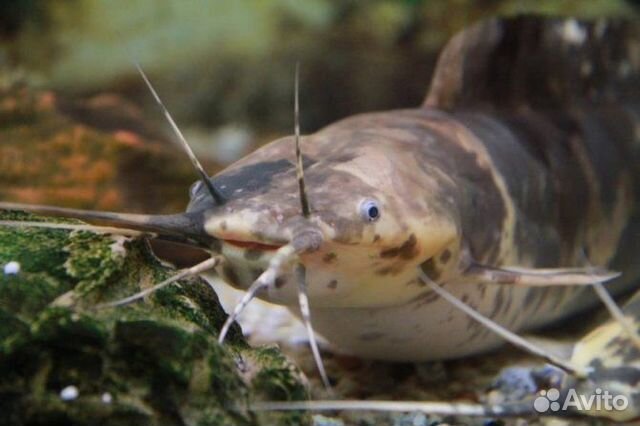 Клариевый сом