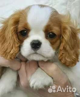 Кинг чарльз спаниель