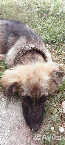 Отдам собаку