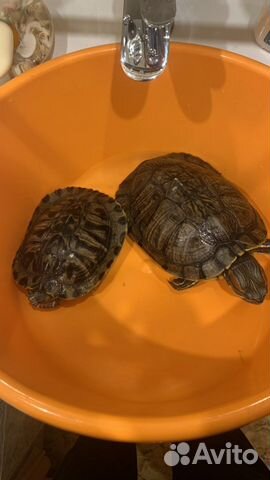 Красноухие черепахи