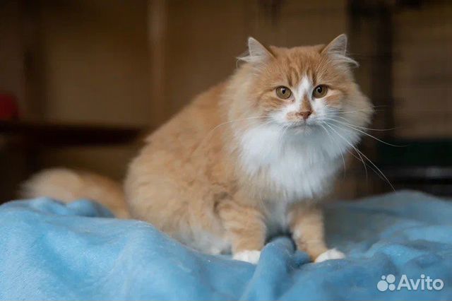 Сибирская кошка ищет дом