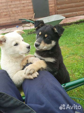 Собака в добрые руки отдам бесплатно