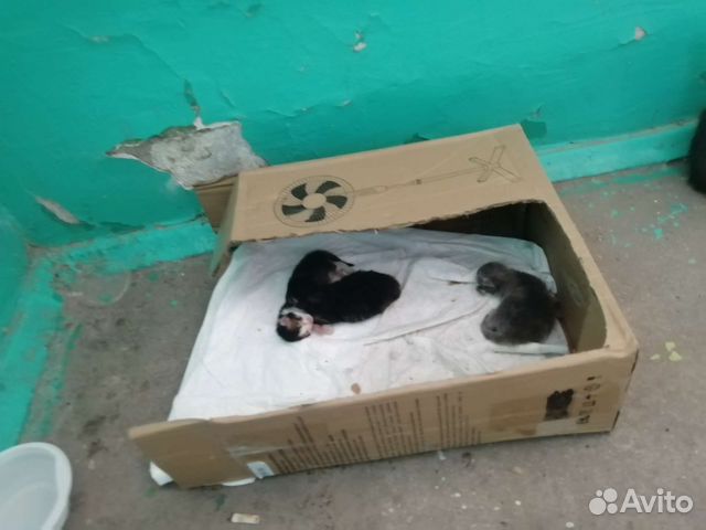 Молодая кошечка и котята