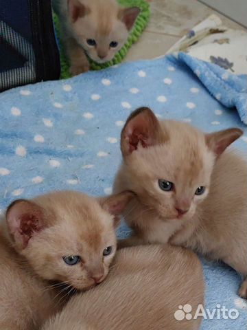 Бурманские котята