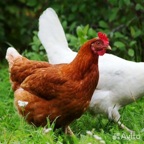 Куры молодки