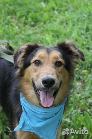 Молодой приютский пёс пропадает в заточении