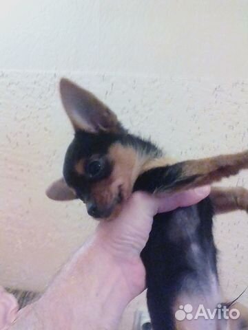 Той-терьер щенки