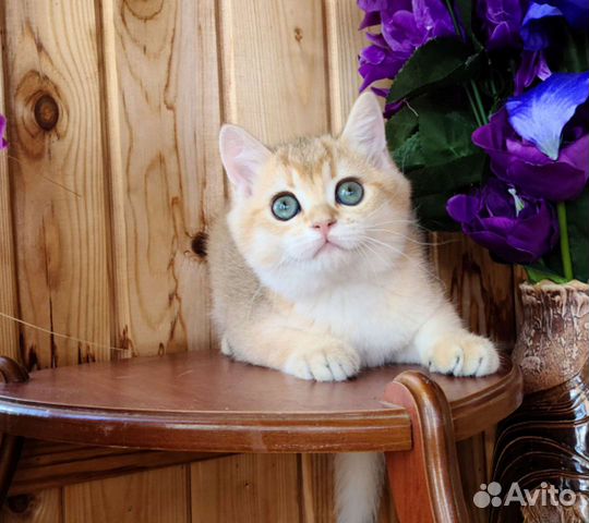 Мальчик золотая шиншилла ny11