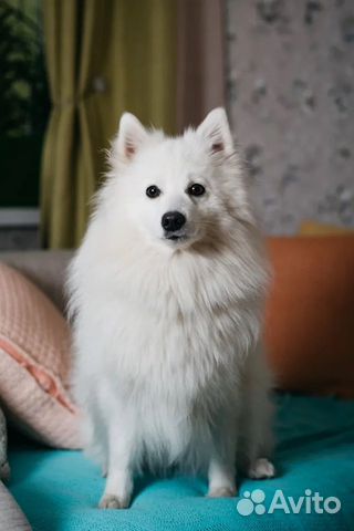Собака шпиц
