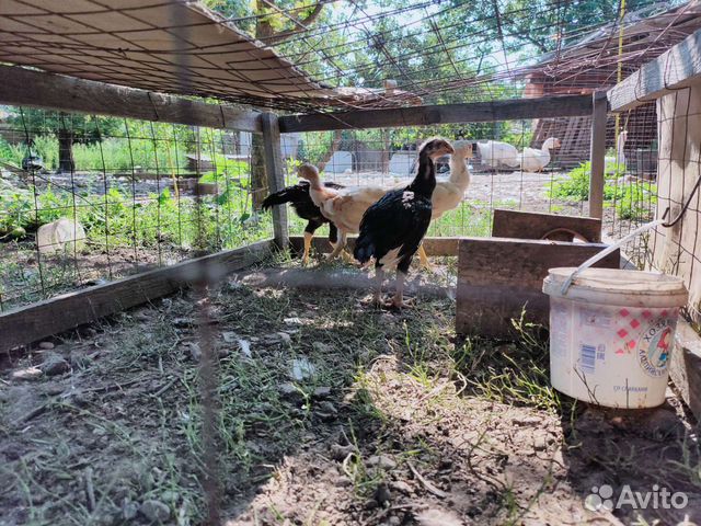 Бойцовая птица