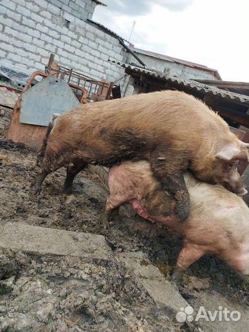 Большой хряк мясной породы