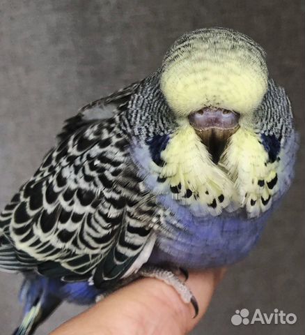 Выставочный птенец волнистый попугай ввп чех ввп