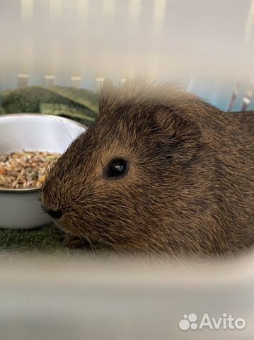Морская свинка бесплатно в дар