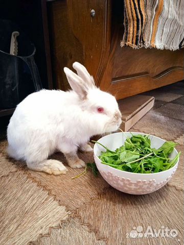 Декоративный кролик