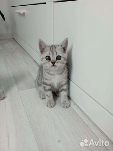 Шотландские котята