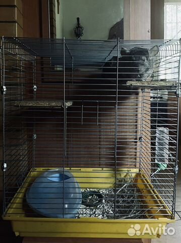 Пара шиншилл с клеткой