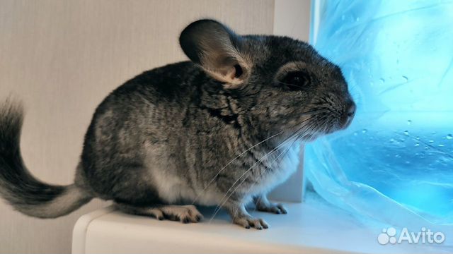 Шиншилленок носитель ангоры