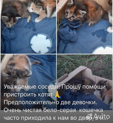 Котята трехцветные крошки 2 девочки