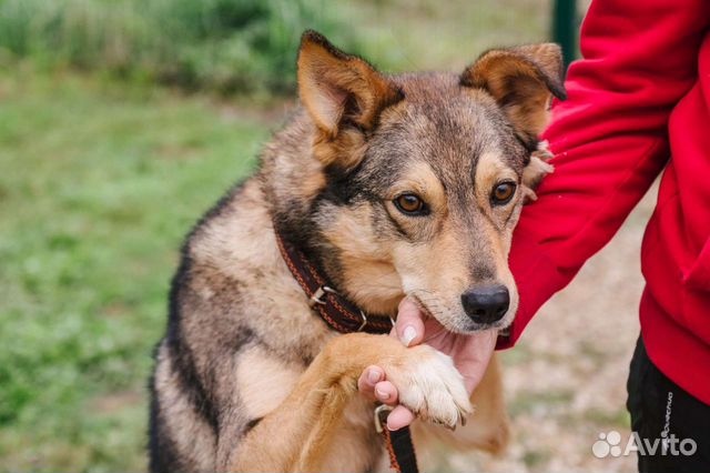 Он обожает людей. Персей в приюте