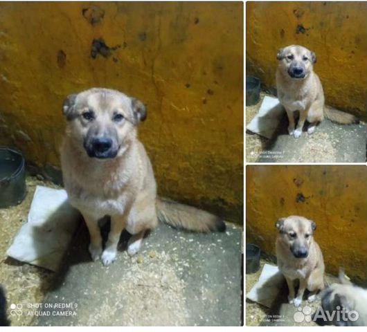 Найдены собаки