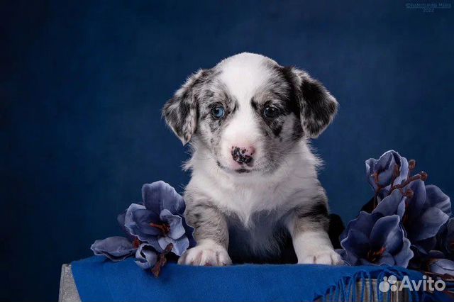 Щенок кардиган мрамор