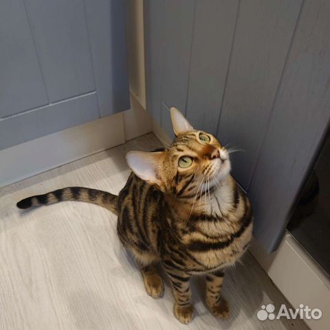 Бенгальская кошечка