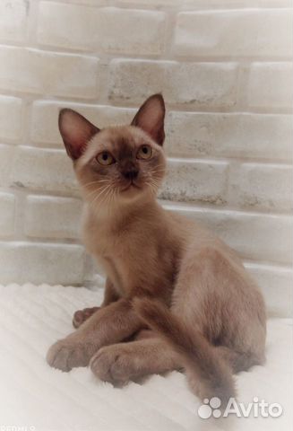 Бурманские котята