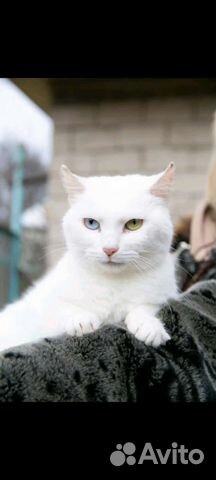 Турецкая ангора стерилизована