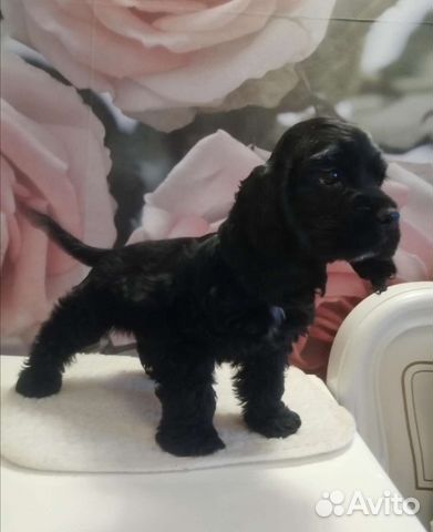 Щенок Американского кокер-спаниеля