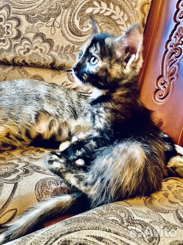 Котята в добрые руки даром