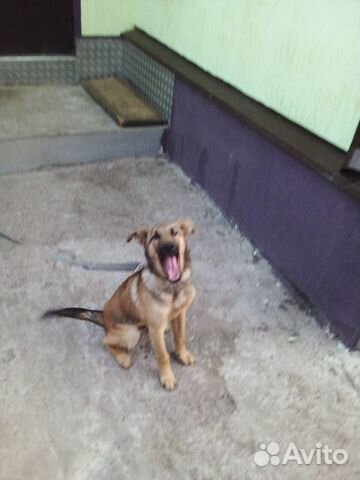 Потеряшка ищет дом