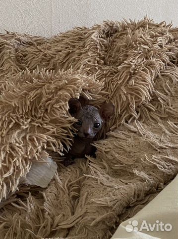 Котята донского сфинкса